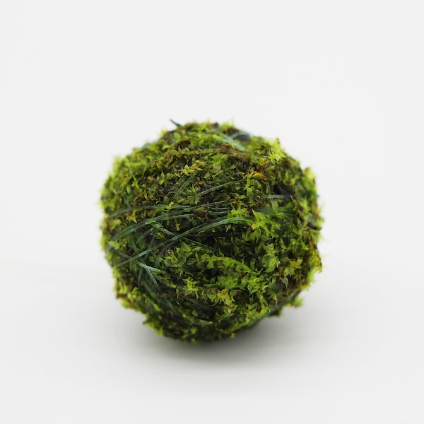 Moss Ball Terrarium - Etsy