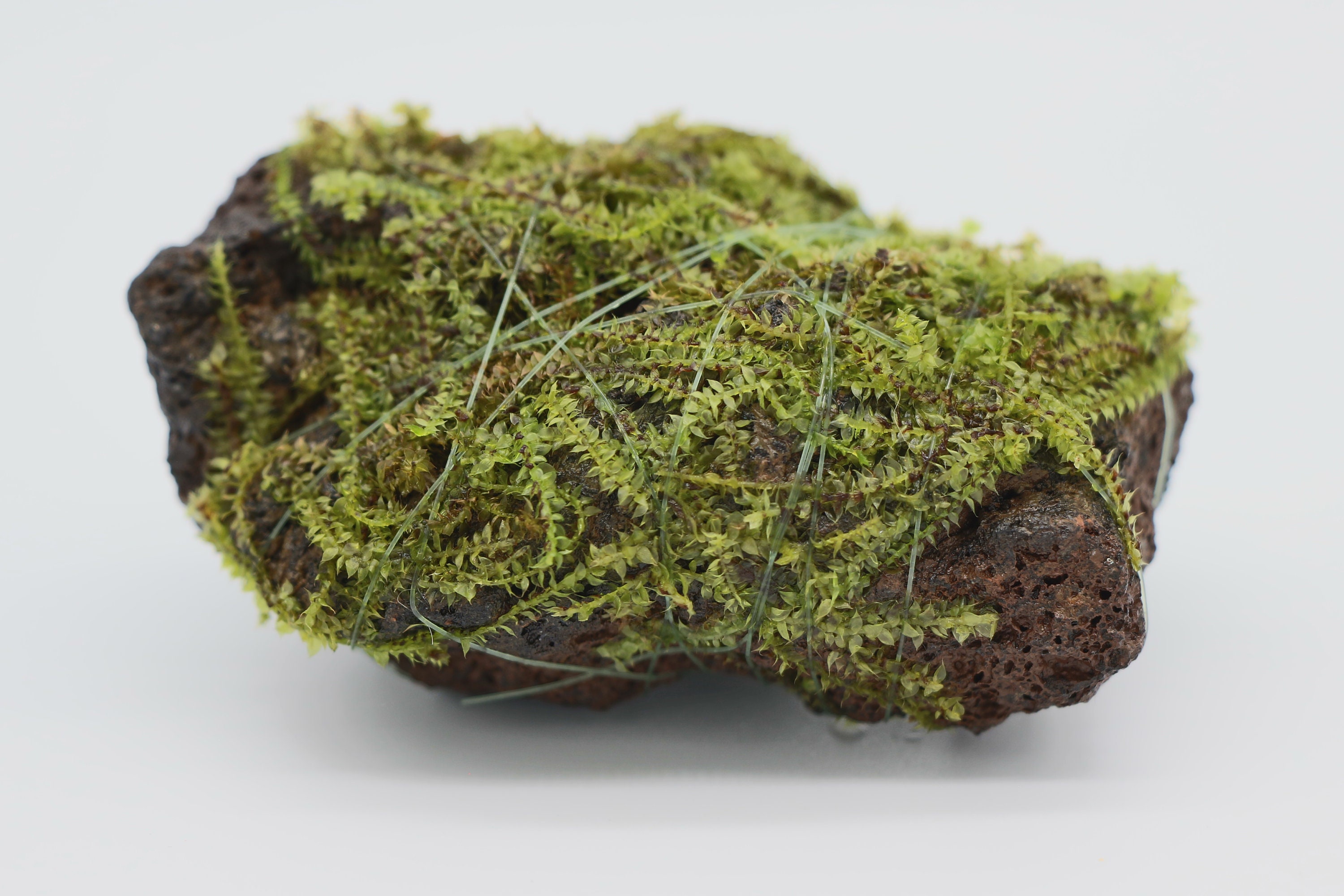 Java Moss on Black Lava Rock - Etsy