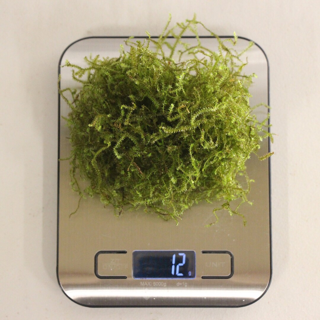 Java Moss Large Portion buy 2 Get 1 Free - Etsy