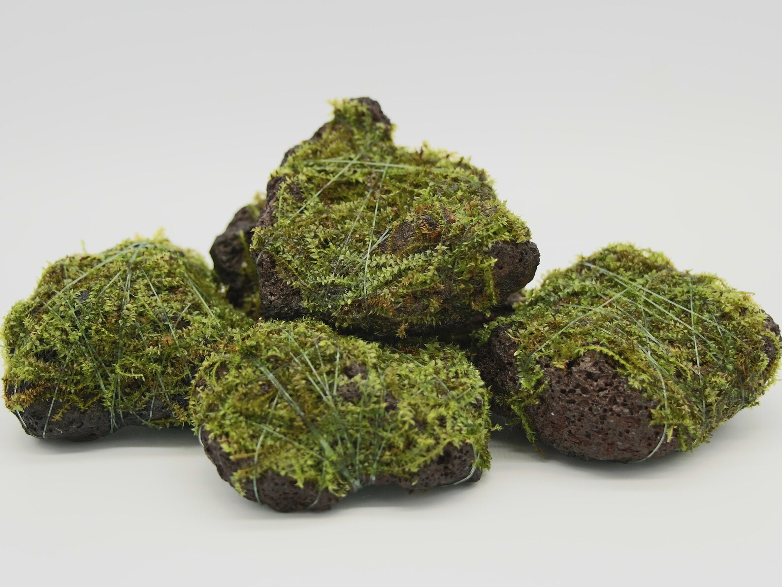 Java Moss on Black Lava Rock - Etsy