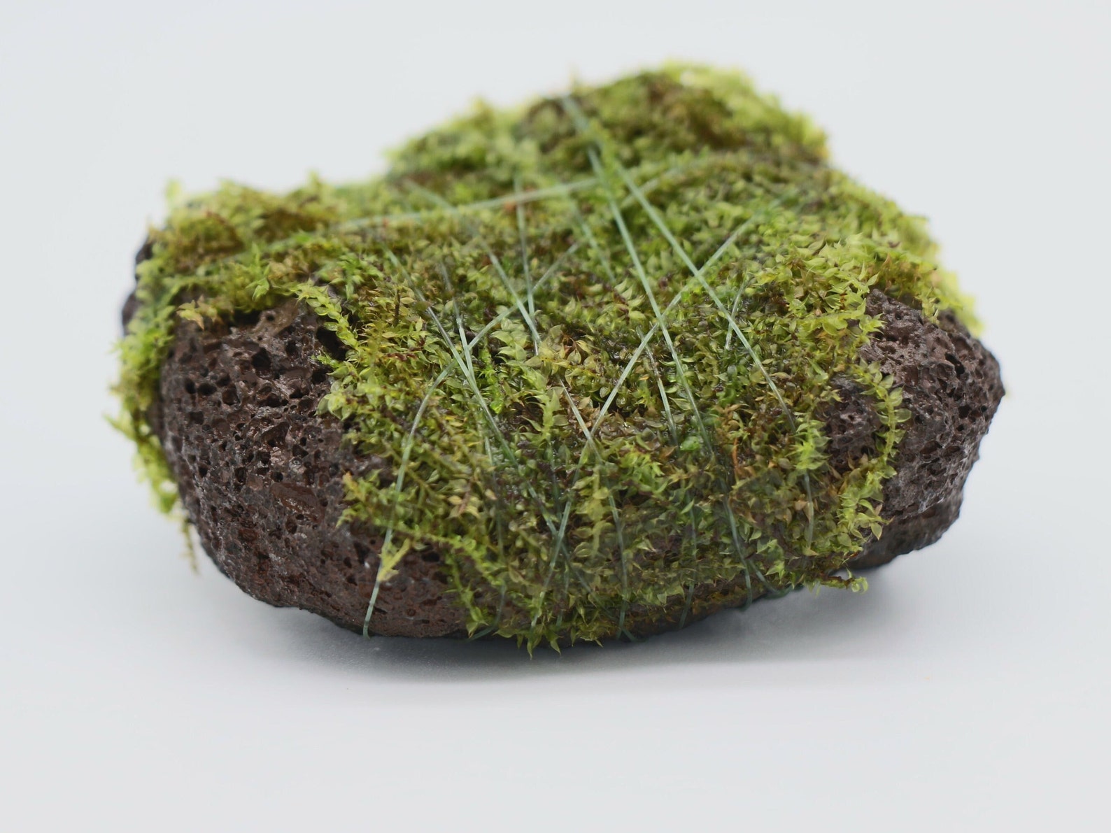 Java Moss on Black Lava Rock - Etsy