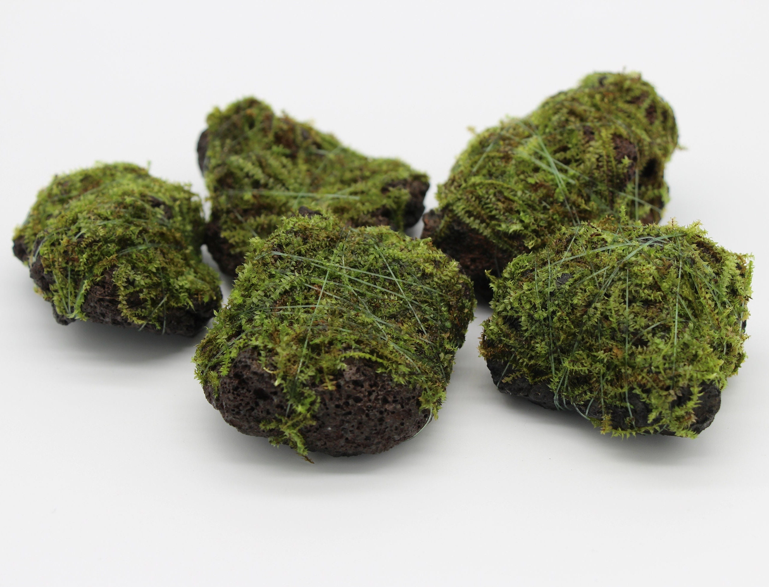 Java Moss on Black Lava Rock - Etsy