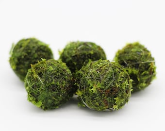 Live Moss - Etsy