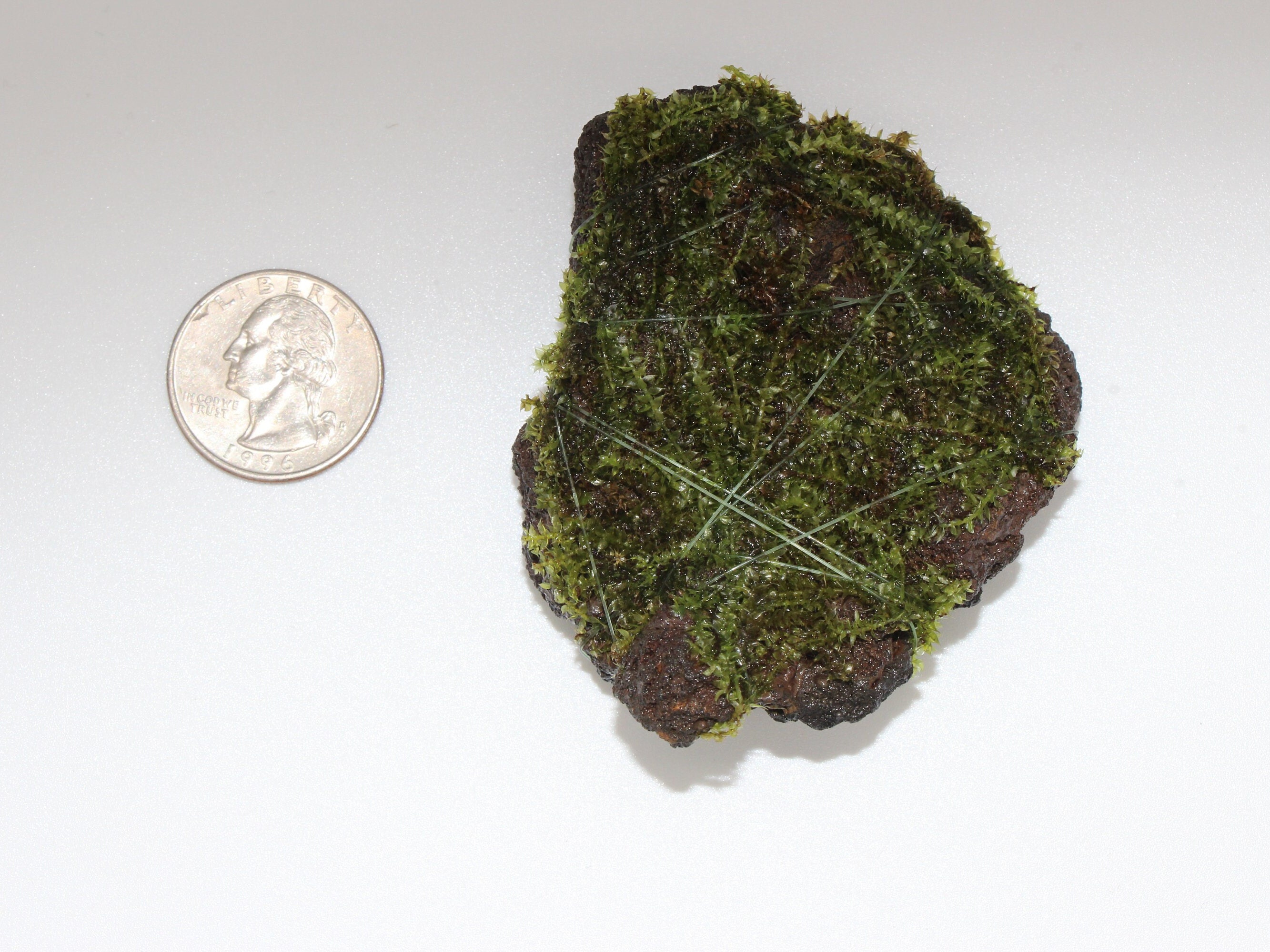 Java Moss on Black Lava Rock - Etsy