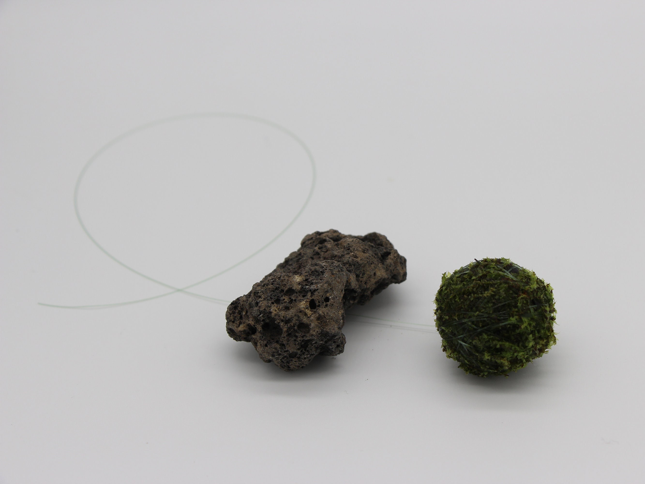 Floating Java Moss Ball Live Aquarium Paludarium Plant Decoration (buy ...