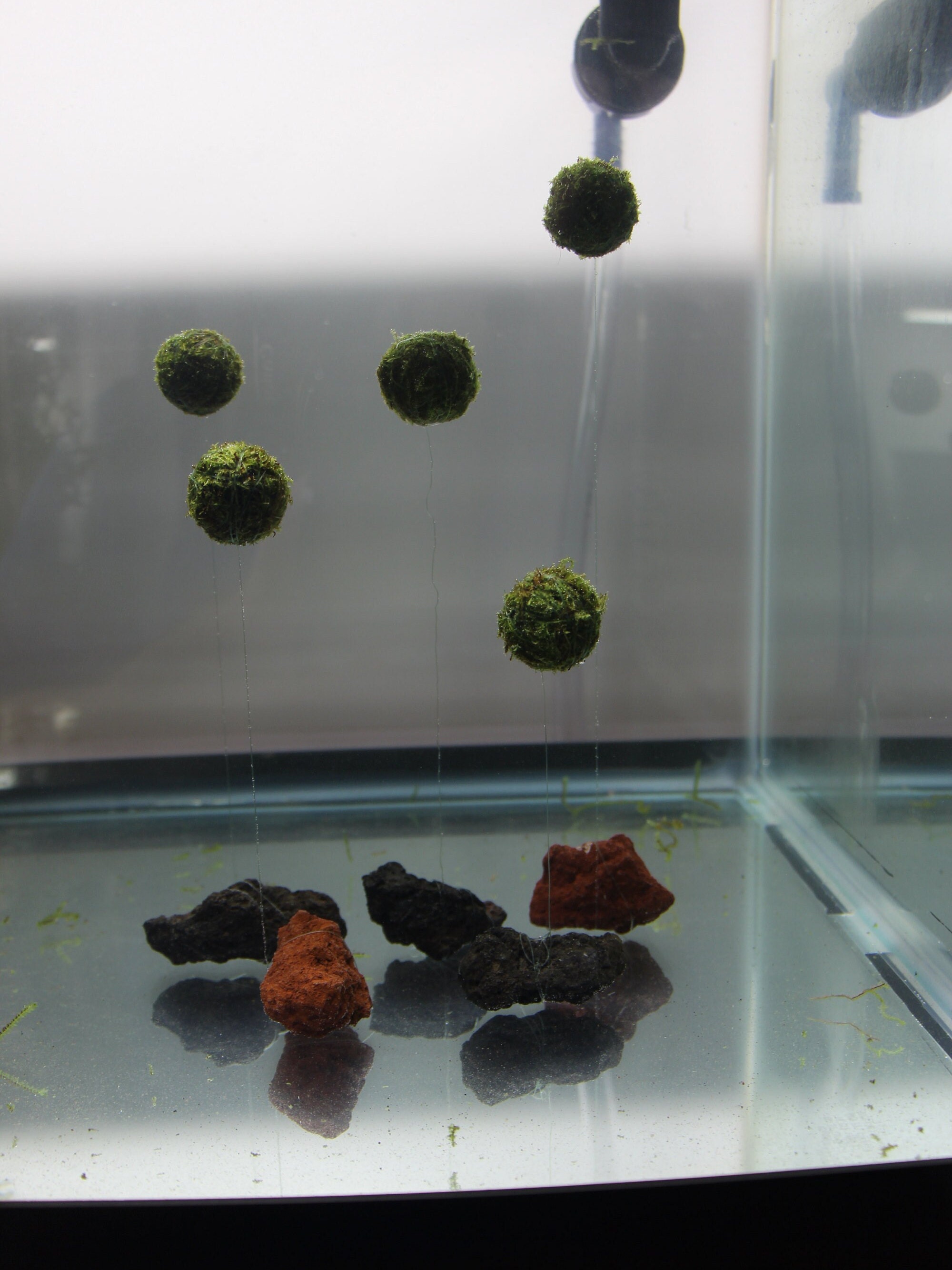 Floating Java Moss Ball Live Aquarium Paludarium Plant Decoration (buy ...