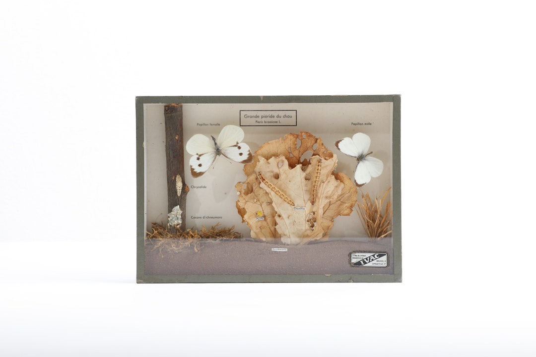 Greater Cabbage Moth Shadow Box French, Display Case With Butterflies ...