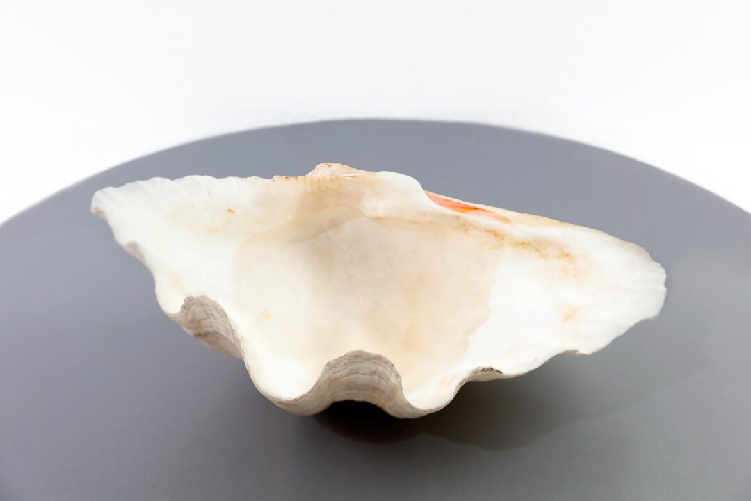 Real Natural Bivalve Tridacna Shell, Hippopus Hippopus Clam Shell ...