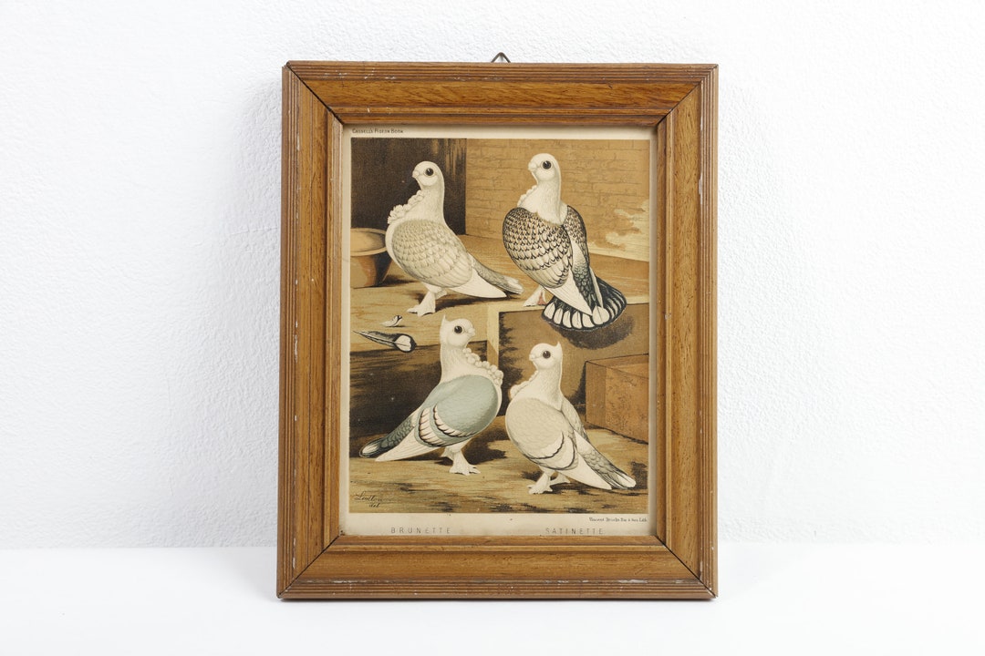 Pigeons Framed Original Print From Cassell's Pigeon Book, Distressed ...