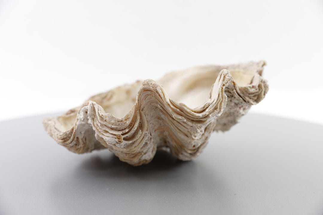 Real Natural Bivalve Tridacna Shell, Hippopus Hippopus Clam Shell ...
