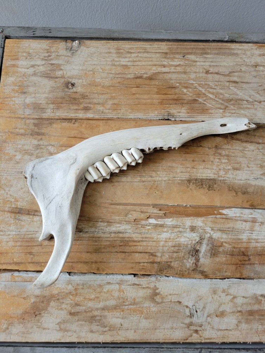 Animal Jaw Bone. Oddities and Taxidermy - Etsy