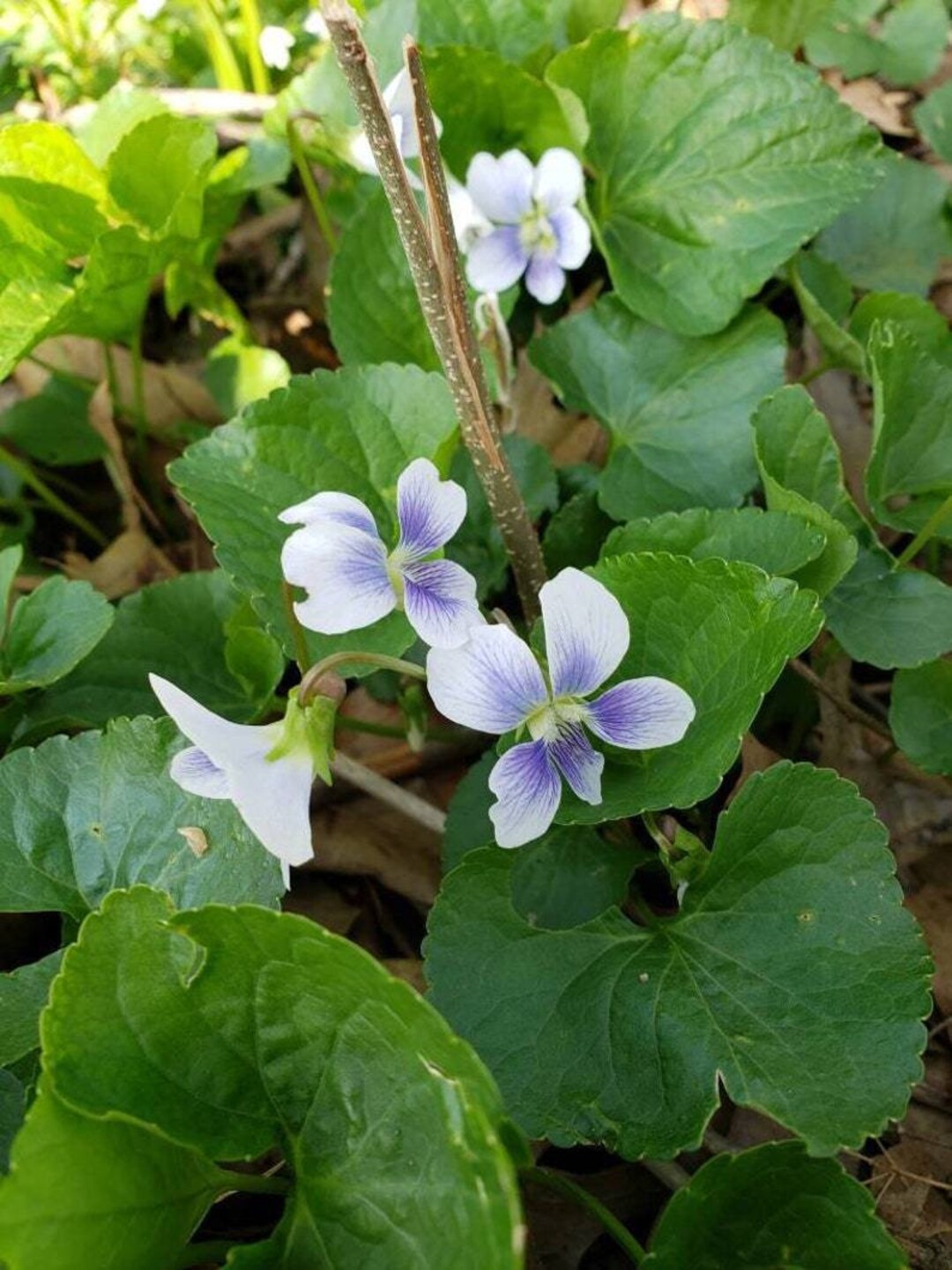 SPRING SHIPPING Wild Violets, 5 Live Plants, Sweet Violets, Perennial, Purple Violets - Etsy