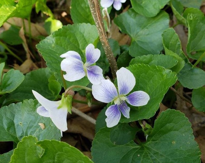 SPRING SHIPPING Wild Violets, 5 Live Plants, Sweet Violets, Perennial ...