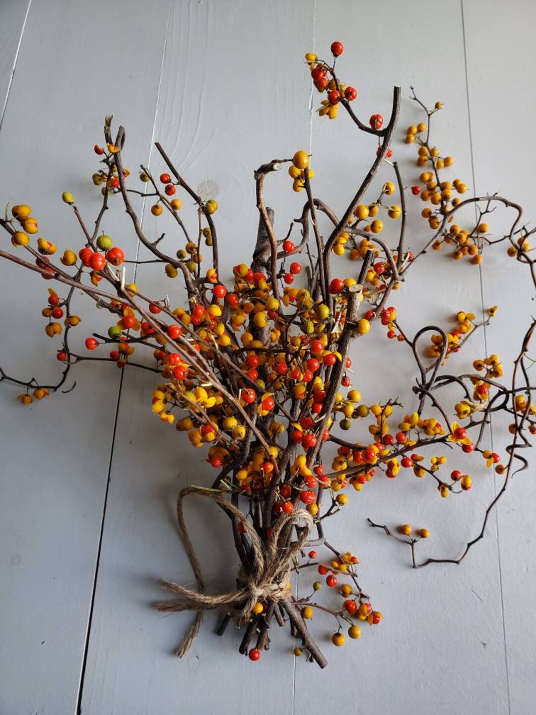 Bittersweet Bundle of Twigs and Berries, Real Bittersweet Vine and ...