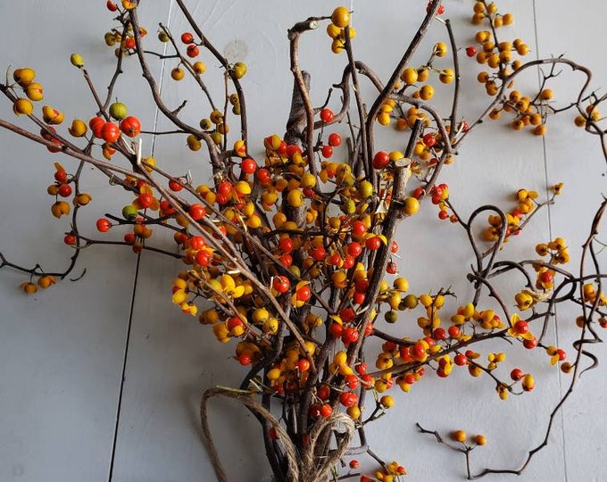 Bittersweet Bundle of Twigs and Berries, Real Bittersweet Vine and ...