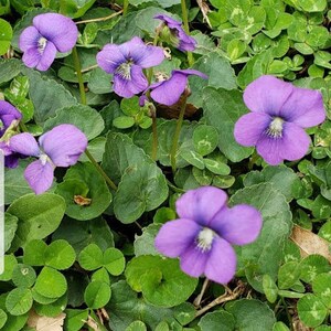 Wild Violets 5 Live Plants Sweet Violets Perennial Purple - Etsy