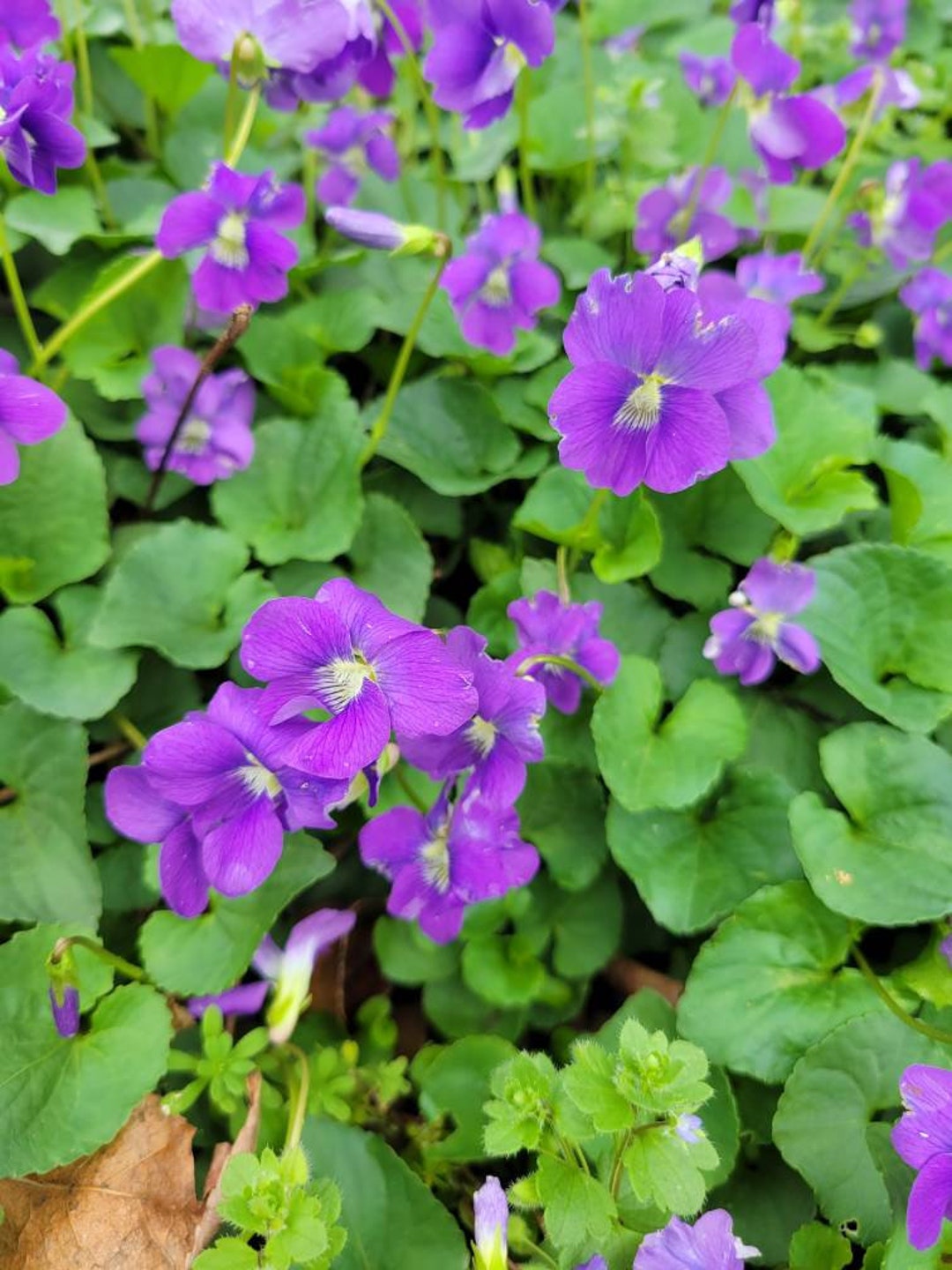 SPRING SHIPPING Wild Violets, 5 Live Plants, Sweet Violets, Perennial ...