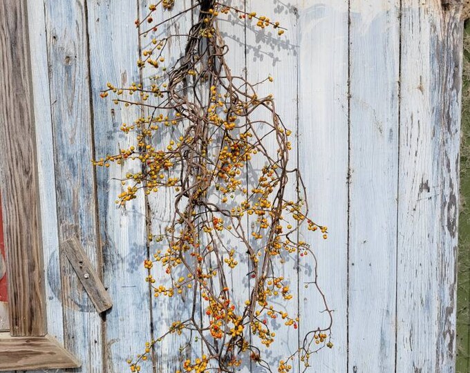Bittersweet Vine, Bittersweet Bundle of Twigs and Berries, Bittersweet ...