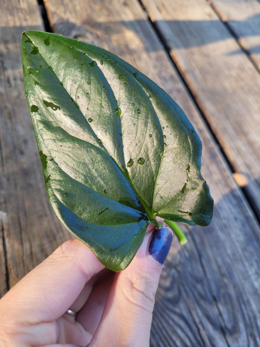 Red Syngonium *rare* Cuttings. Red Arrowhead Plant. Houseplants ...