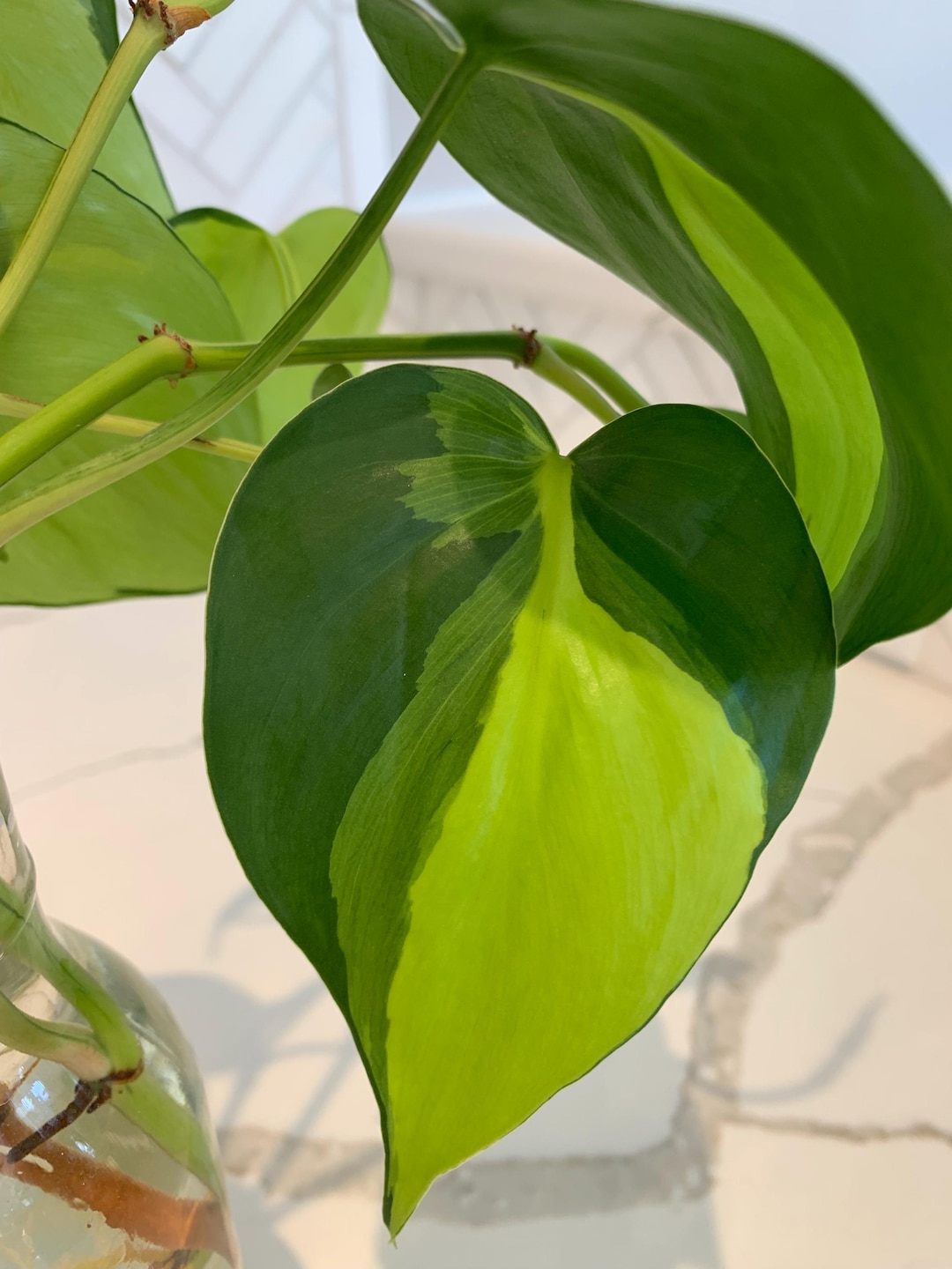 THREE Stems Rooted Heart Leaf VARIEGATED PHILODENDRON Easy to Grow - Etsy