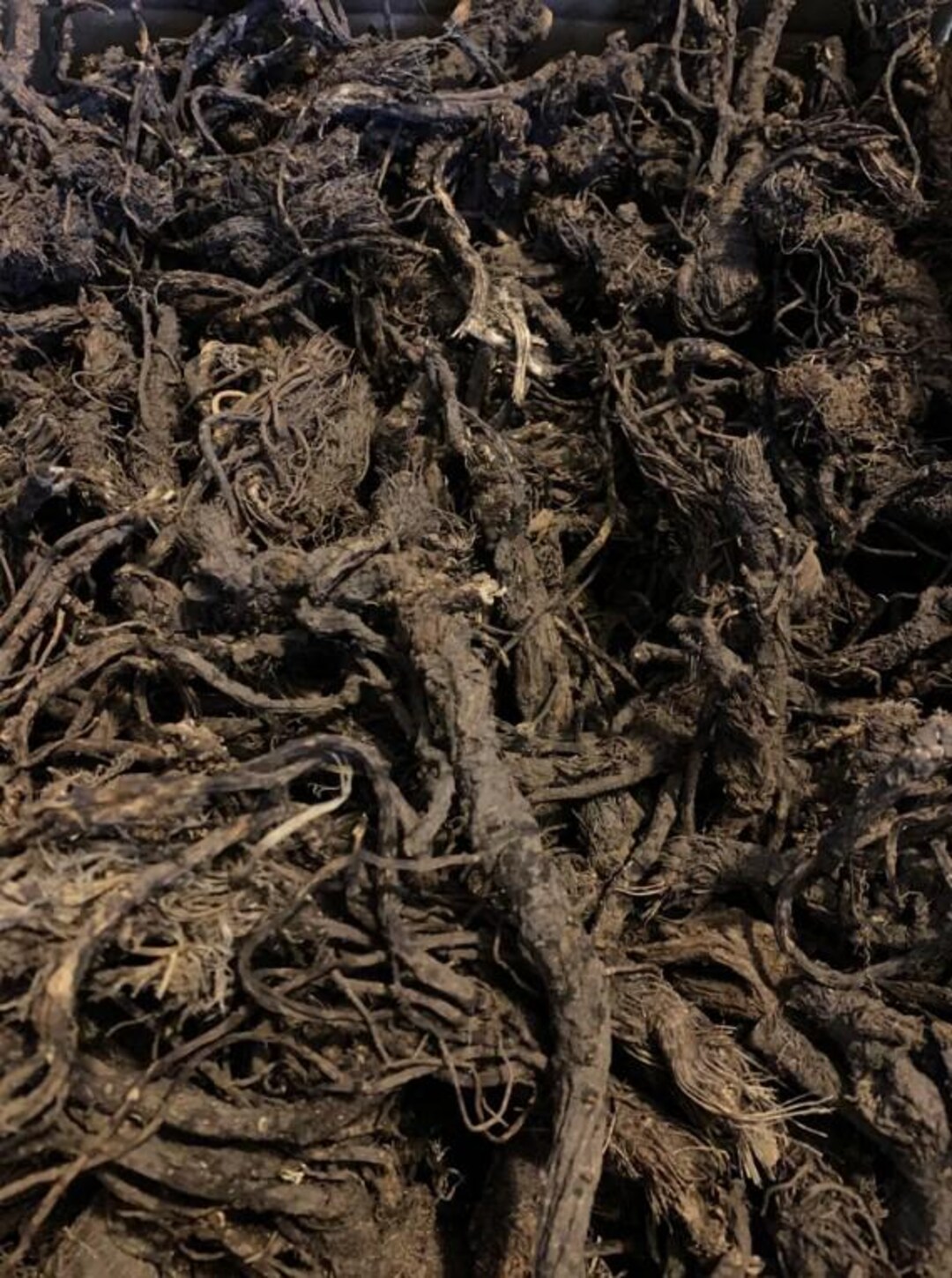 Osha Root Bear Root Ligusticum Porteri Wildcrafted Fall 2025 Harvested ...