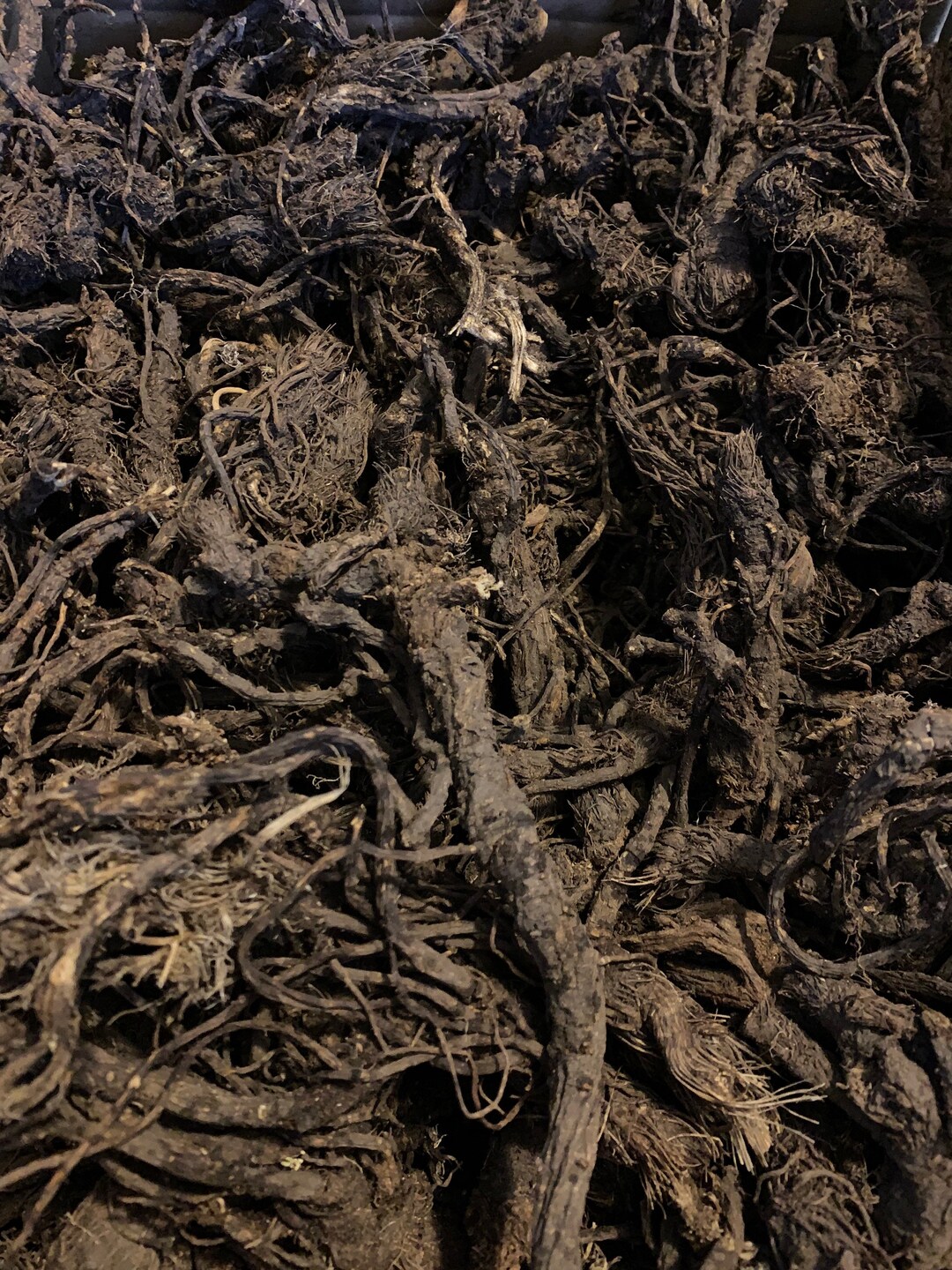 Osha Root Bear Root Ligusticum Porteri Wildcrafted Fall 2024 Harvested ...