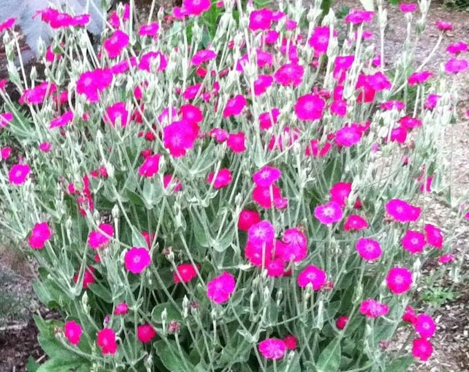 Rose Campion Seeds Bright Pink, Perennial, Deer Resisitant - Etsy