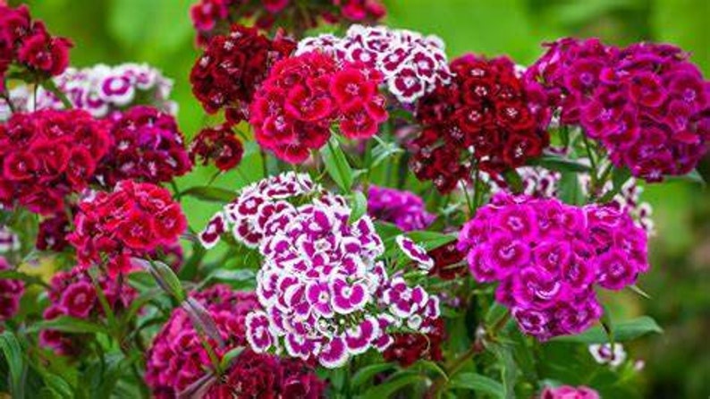 Are Dianthus Deer Resistant