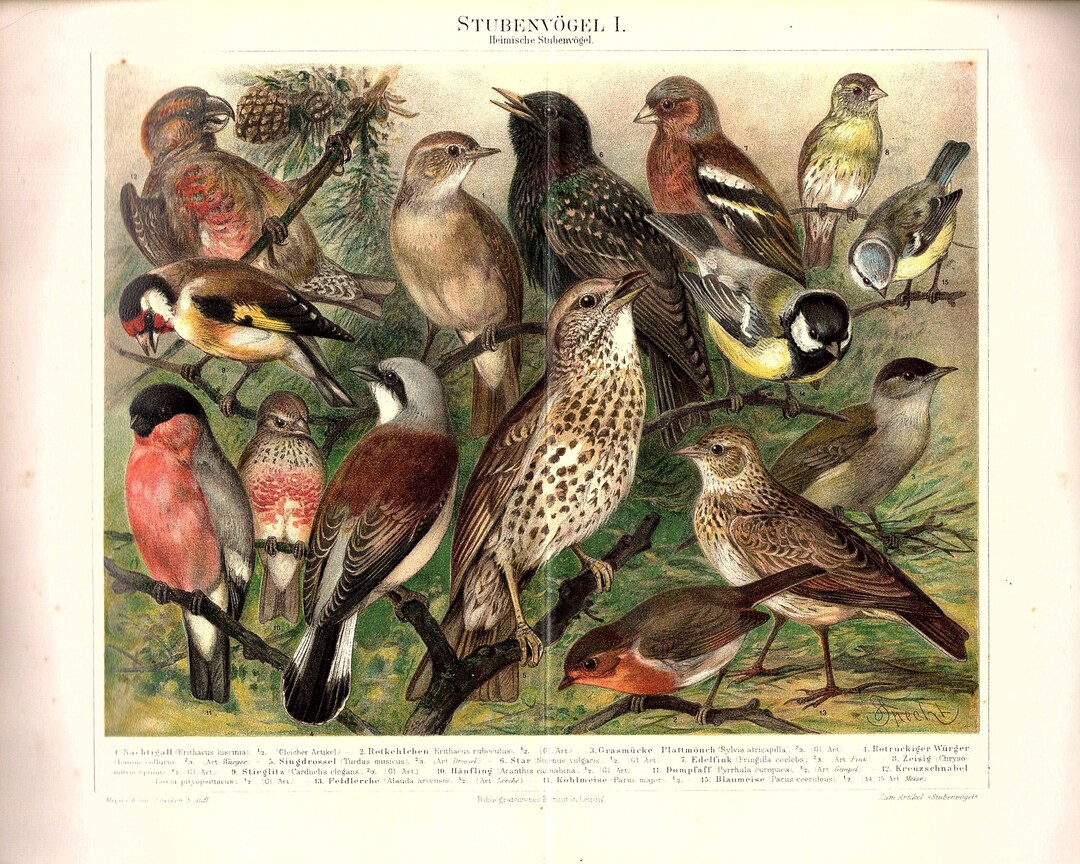 Lithograph: Domestic Birds Original Vintage From 1907 Not a - Etsy