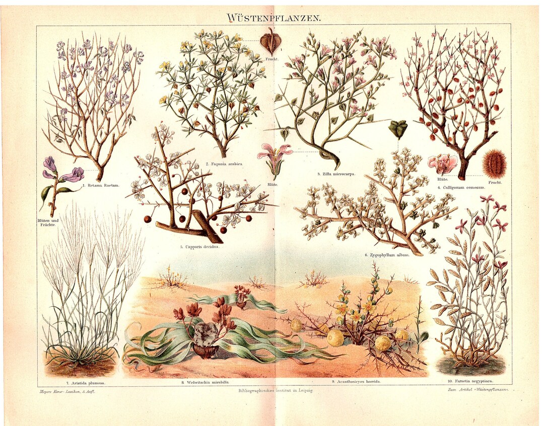 Lithographie Plantes du désert Vintage original de 1897 Pas une copie ...