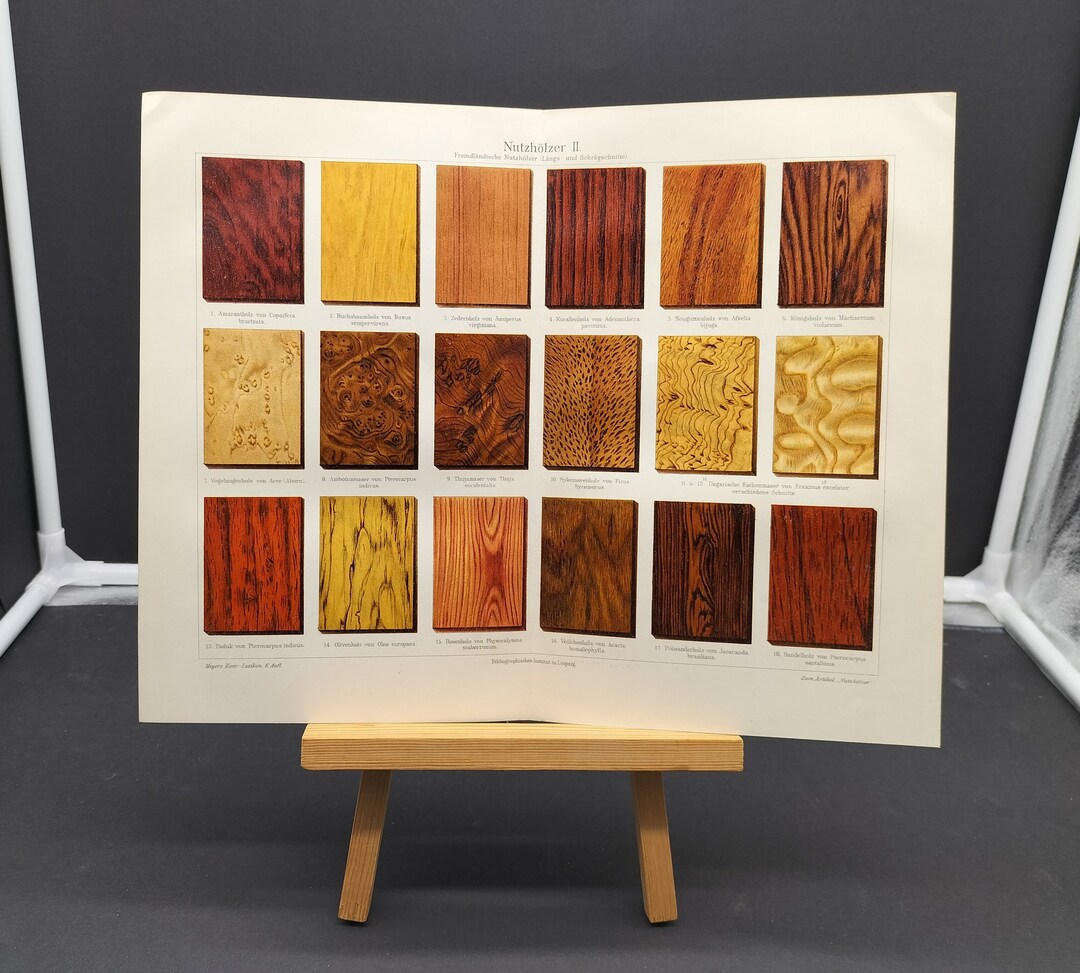 Lithograph Types of Wood Types of Wood Original Vintage From 1897 Not a ...