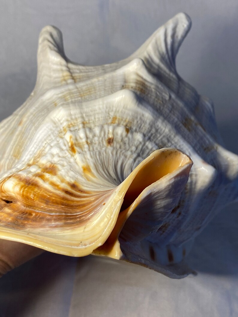 Beautiful Large 1420 Gr Natural Queen Conch Sea Shell With Spiral Core ...