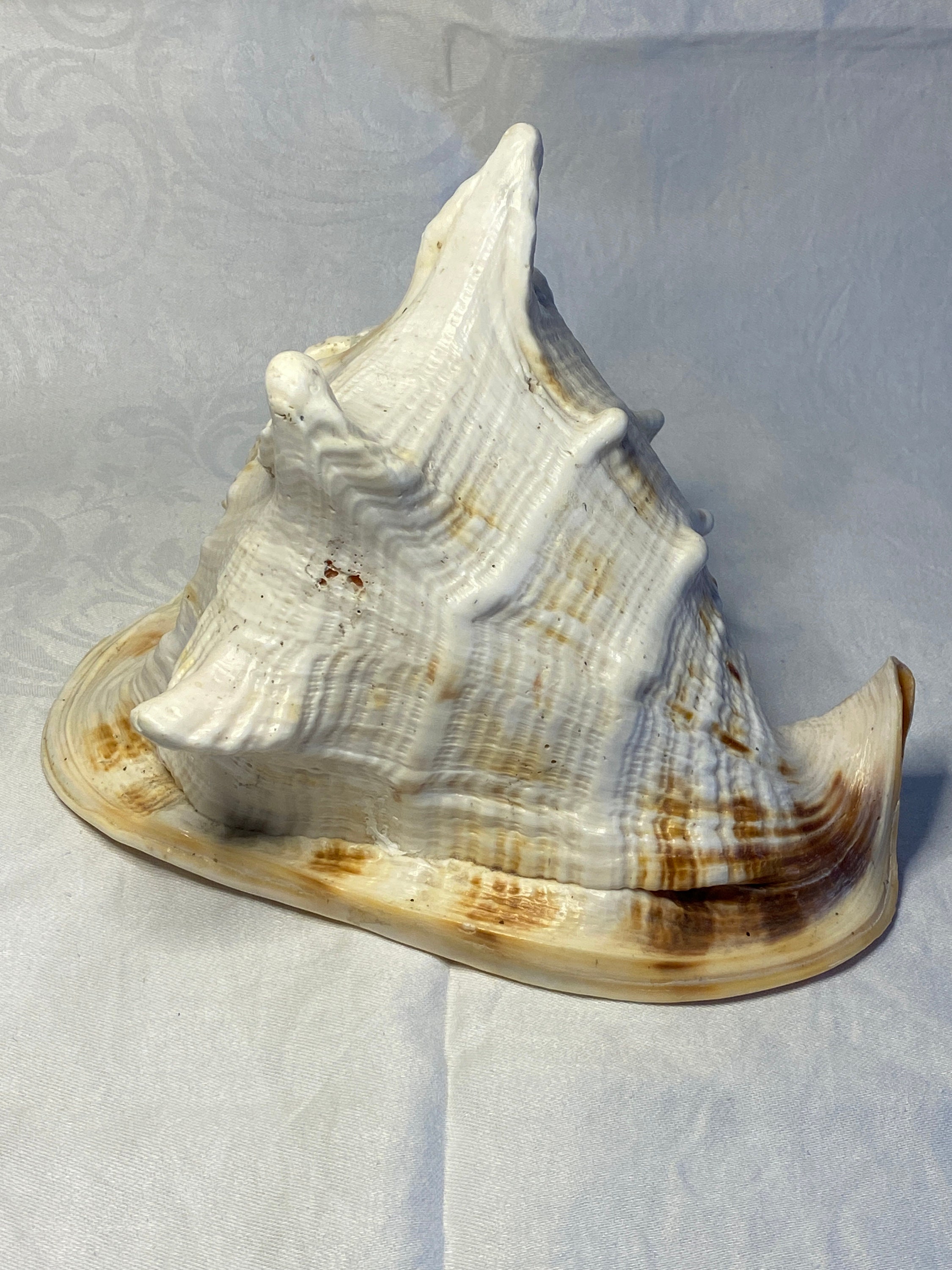 Beautiful Large 1420 Gr Natural Queen Conch Sea Shell With Spiral Core ...