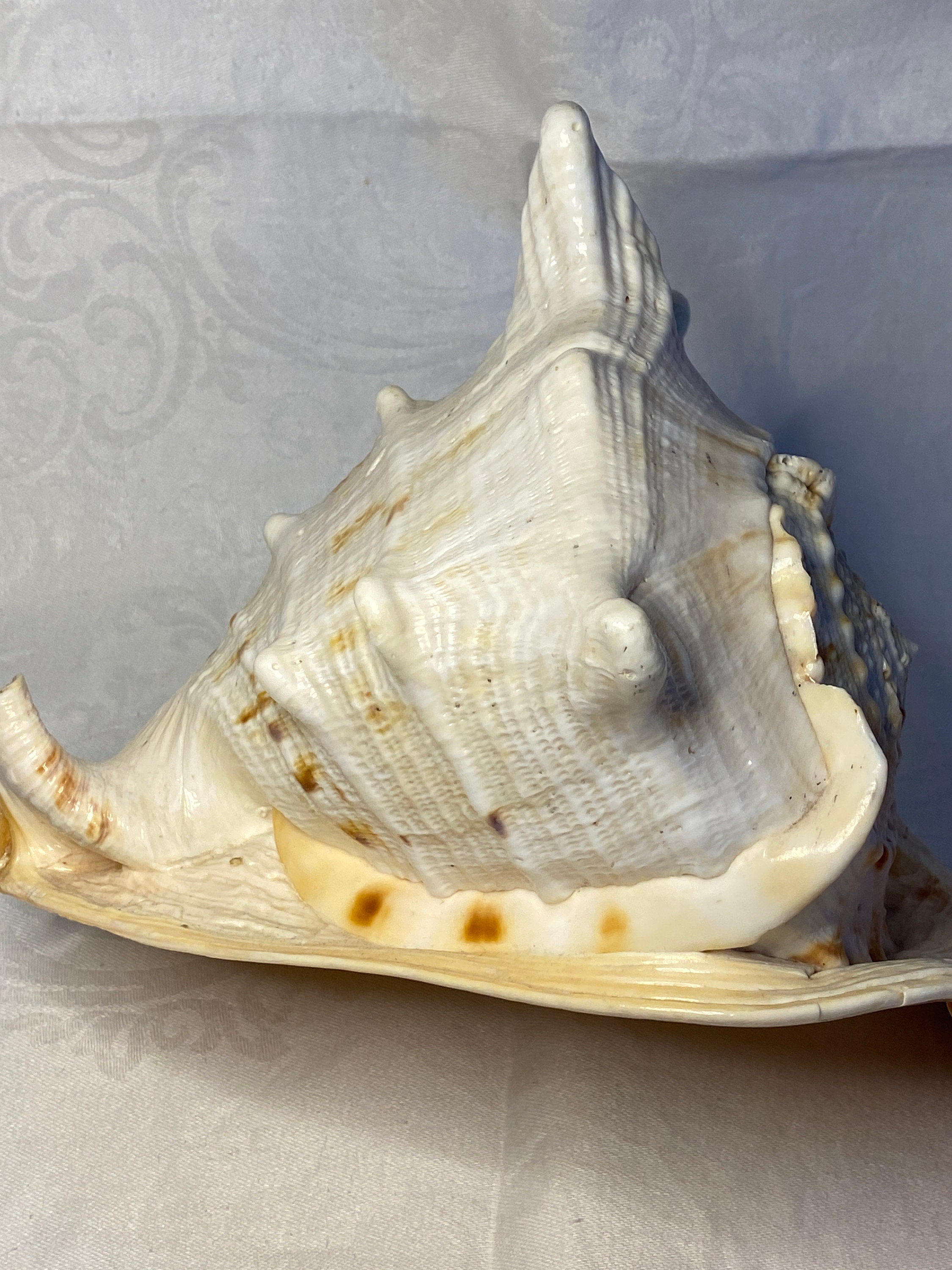 Beautiful Large 1420 Gr Natural Queen Conch Sea Shell With Spiral Core ...