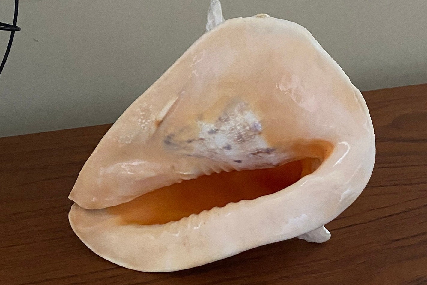 Beautiful Large 1420 Gr Natural Queen Conch Sea Shell With Spiral Core ...
