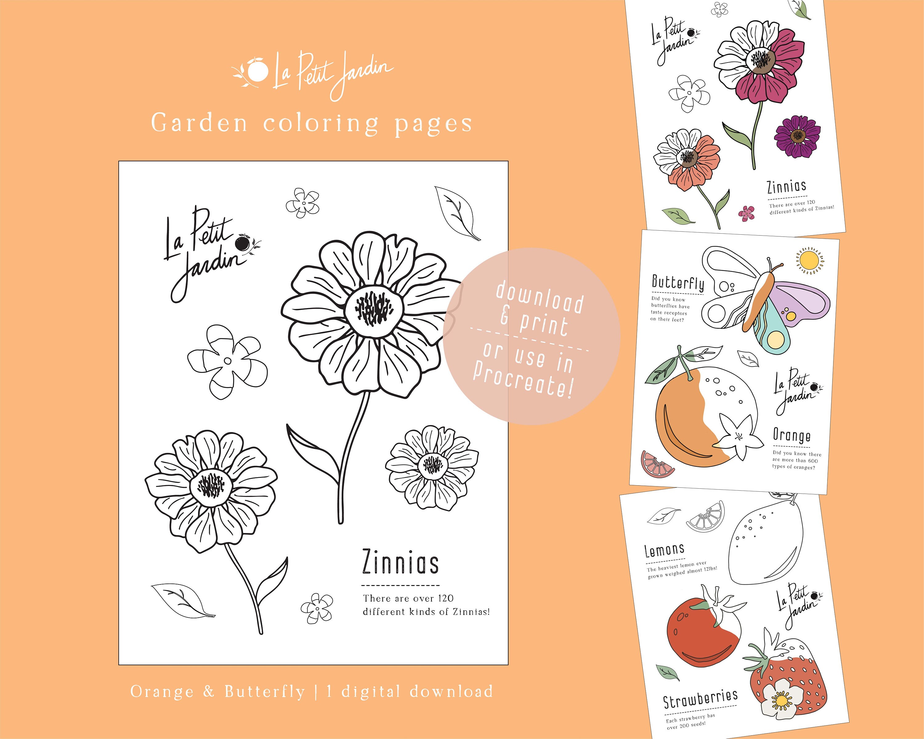 Zinnia Coloring Page