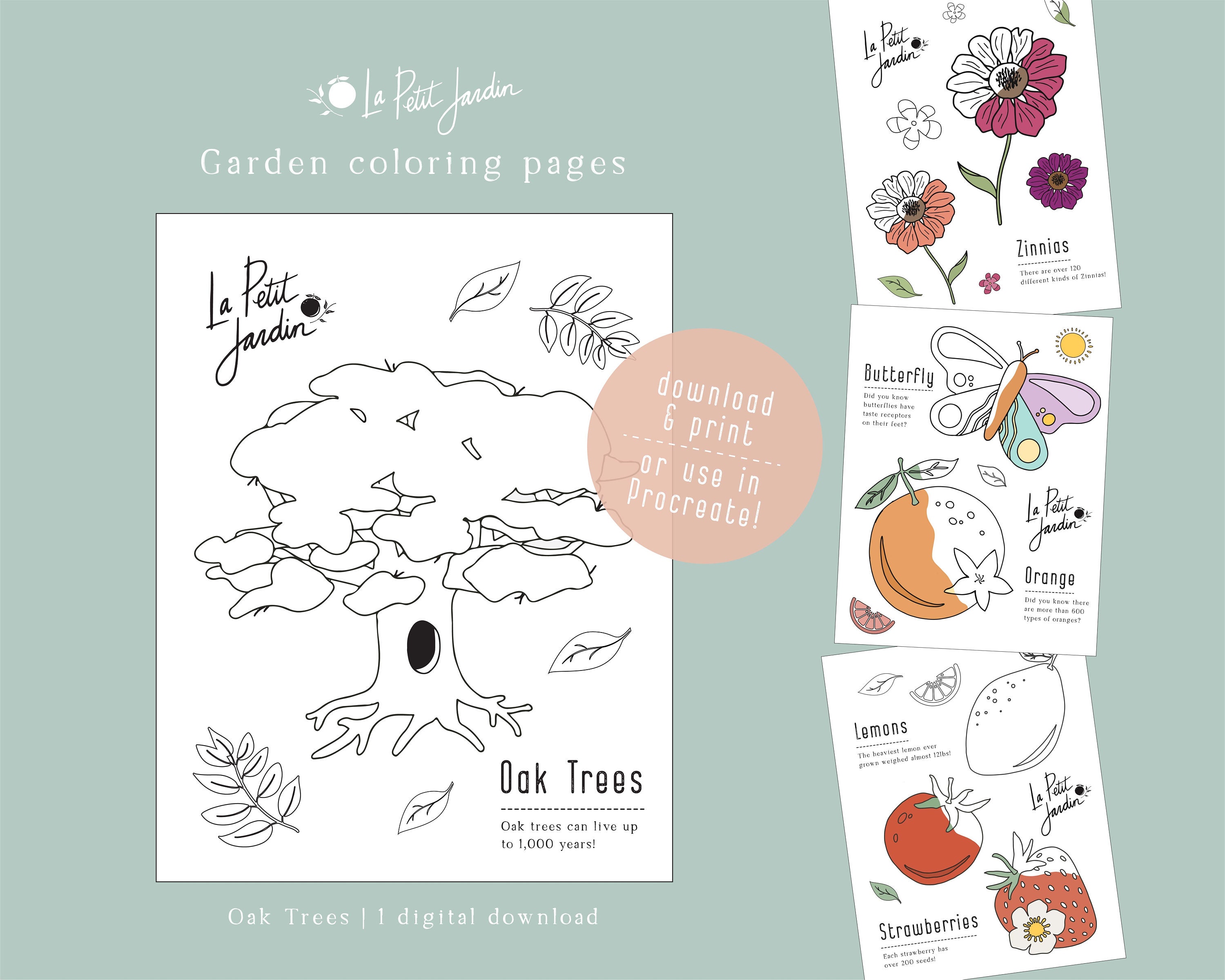 Oak Tree Coloring Page