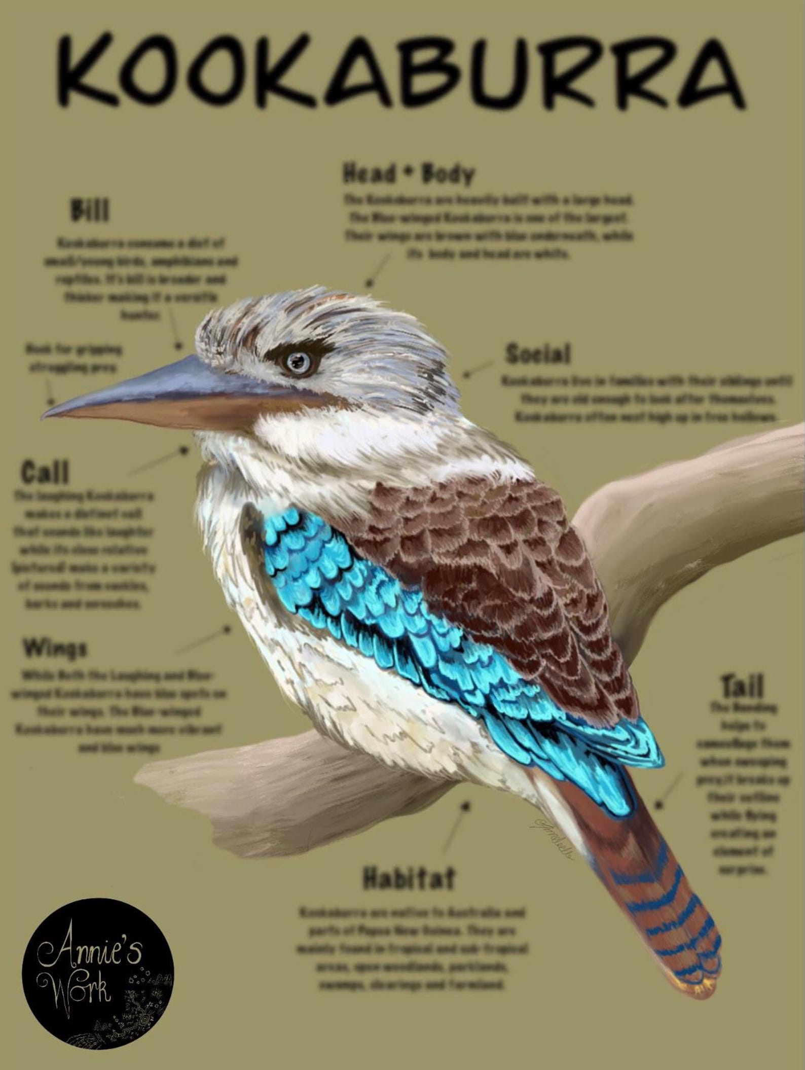 Australian Kookaburra - Educational Poster - Etsy