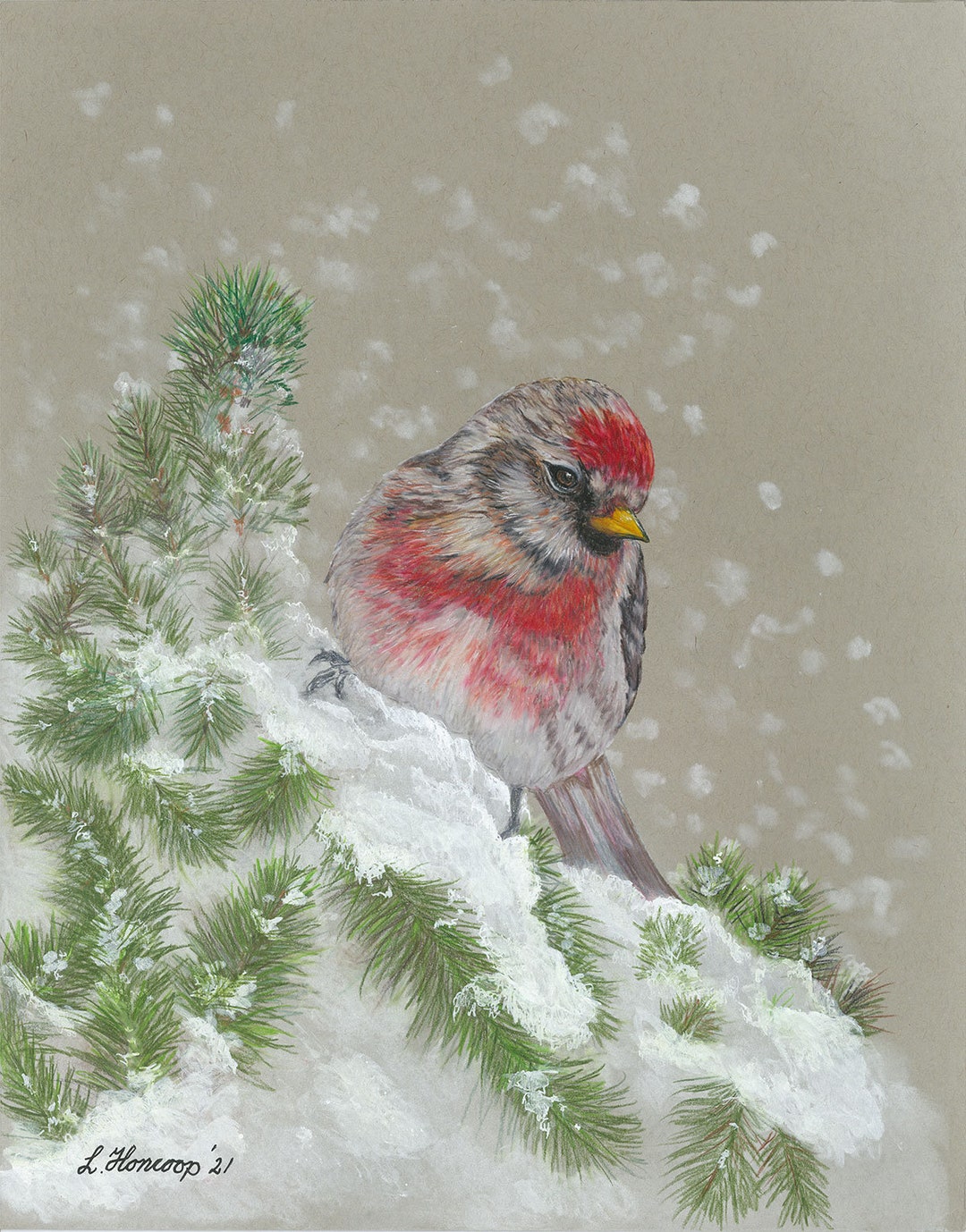 Common Redpoll Color Pencil Drawing - Etsy