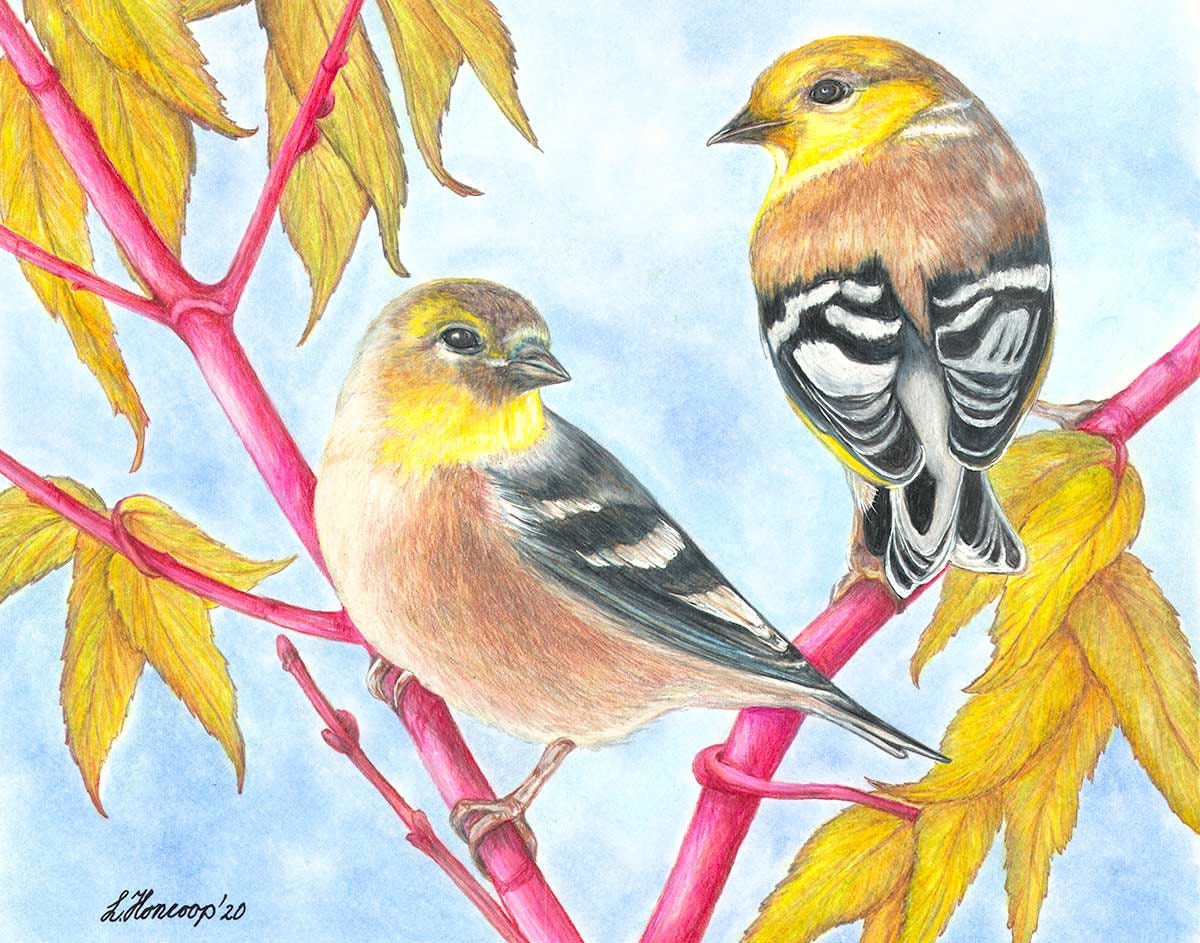 American Gold Finches Color Pencil Drawing - Etsy