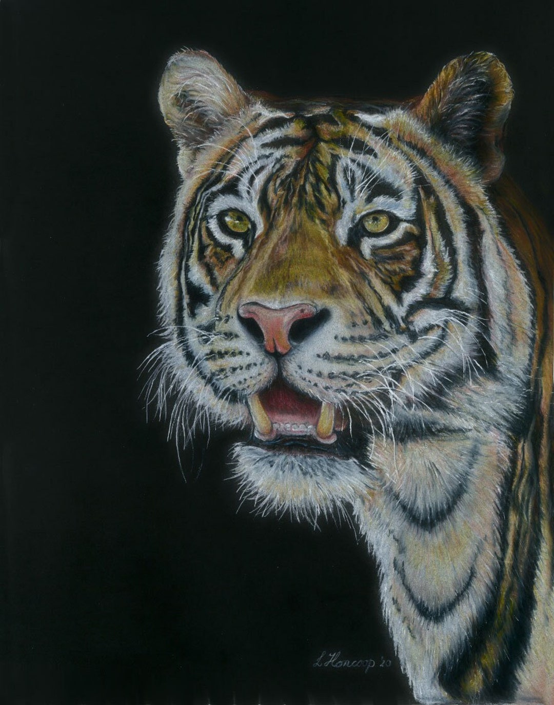 Tiger Color Pencil Drawing - Etsy