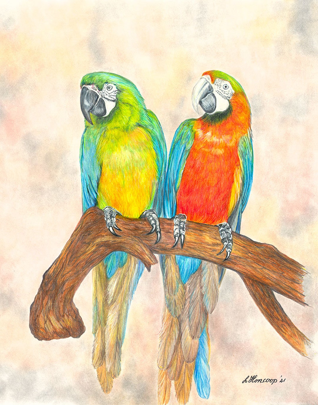 Parrot, Pair (apart) #2 Color Pencil Drawing - Etsy