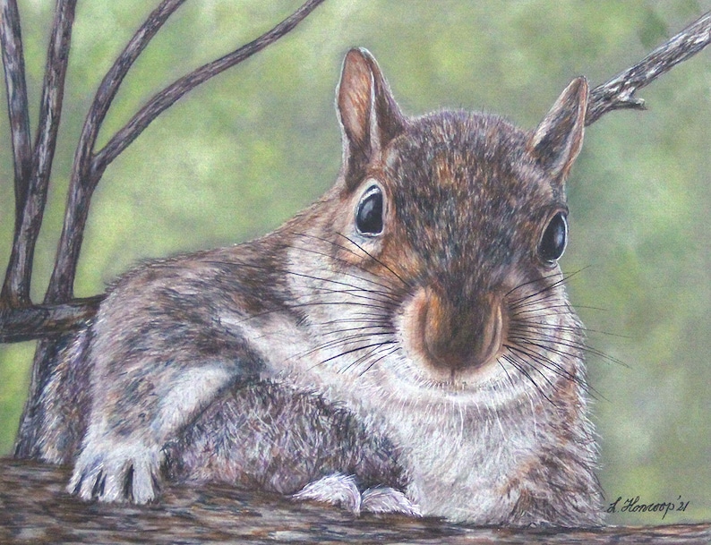 Brown/white Squirrel Color Pencil Drawing - Etsy
