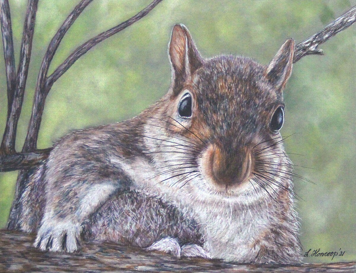 Brown/white Squirrel Color Pencil Drawing - Etsy
