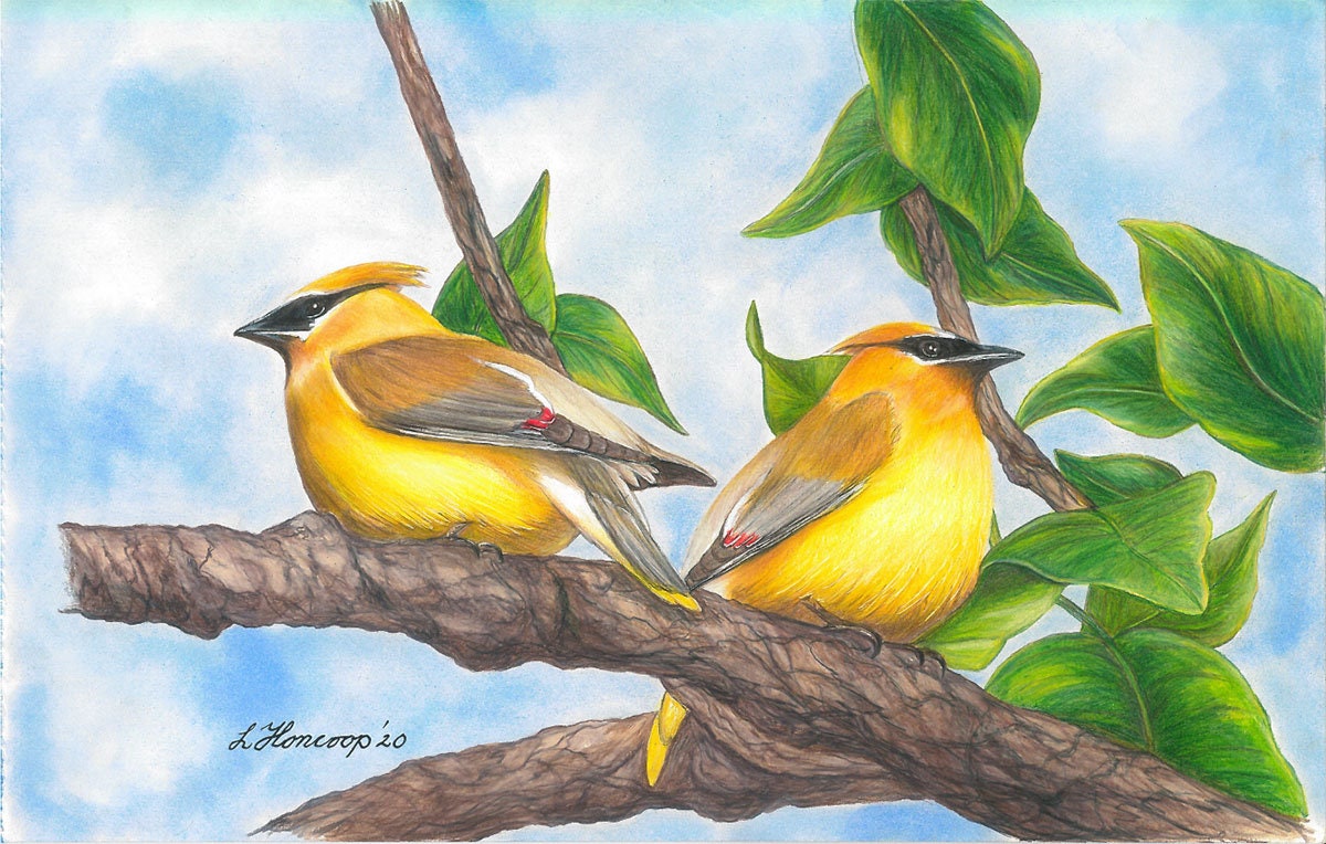 Cedar Wax Wing Color Pencil Drawing - Etsy