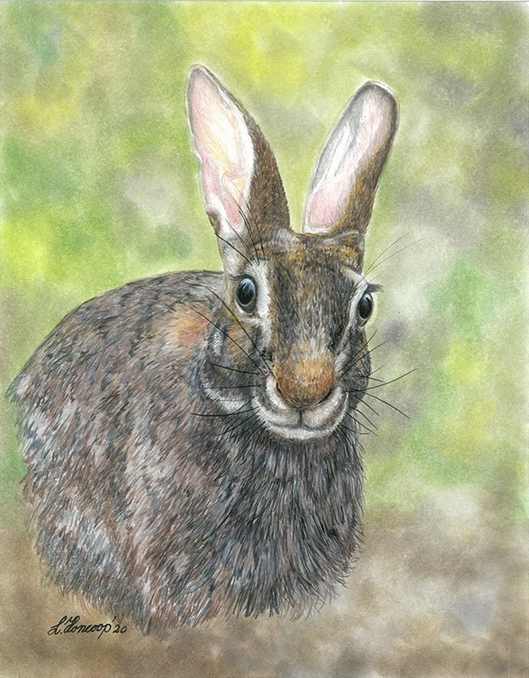 Rabbit Color Pencil Drawing - Etsy