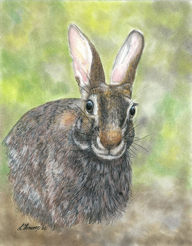 Rabbit Color Pencil Drawing - Etsy