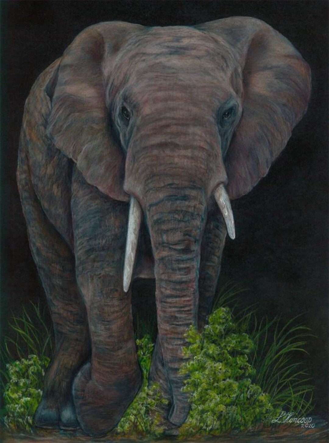 Bull Elephant Color Pencil Drawing - Etsy