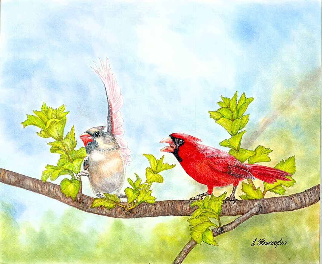 Talking to the Wing (2 Cardinals) Color Pencil Drawing - Etsy