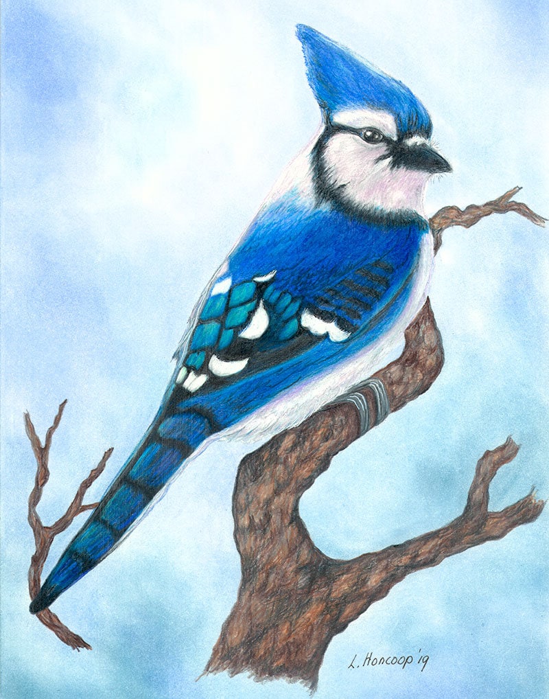 Blue Jay #1 Color Pencil Drawing - Etsy